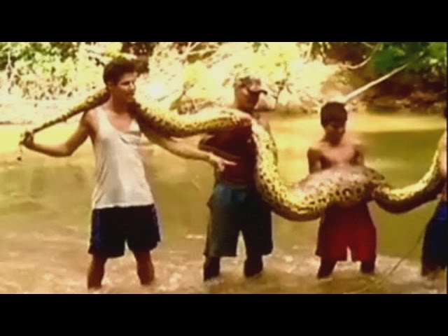 Amazon Rainforest Anaconda Snake