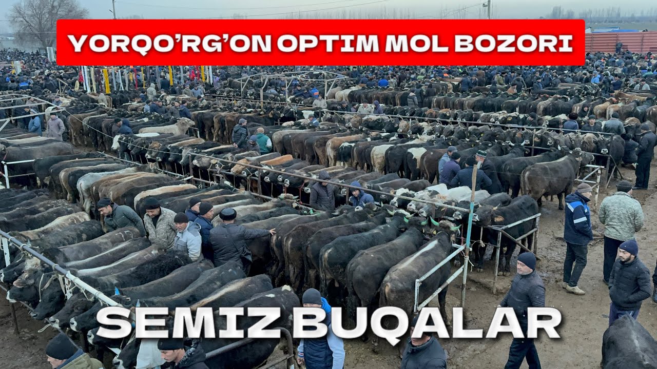 Yorqo’rg’on optim semiz buqalar - YouTube