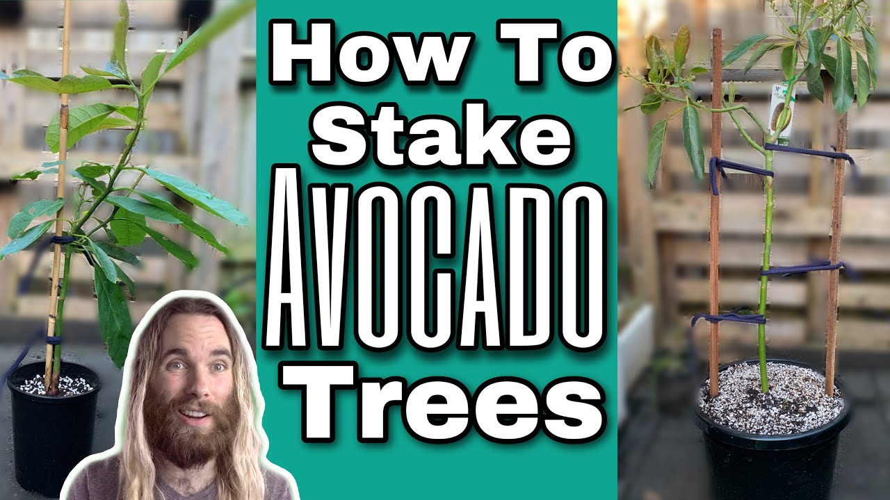 How To Stake Trees - Double and Single Staking Avocado Trees - YouTube