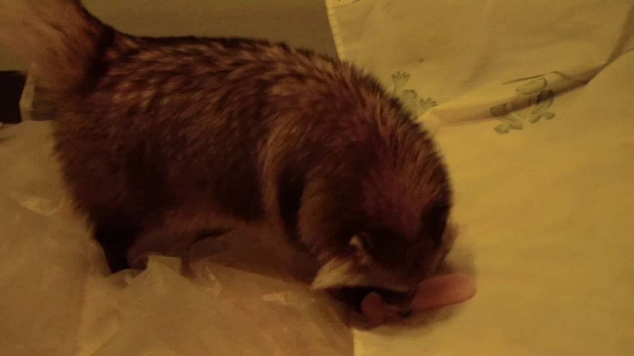 UTYA THE RACCOON DOG: FLUFFY CUTIE - YouTube