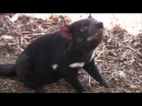 Tasmanian Devils Arrive at the San Diego Zoo