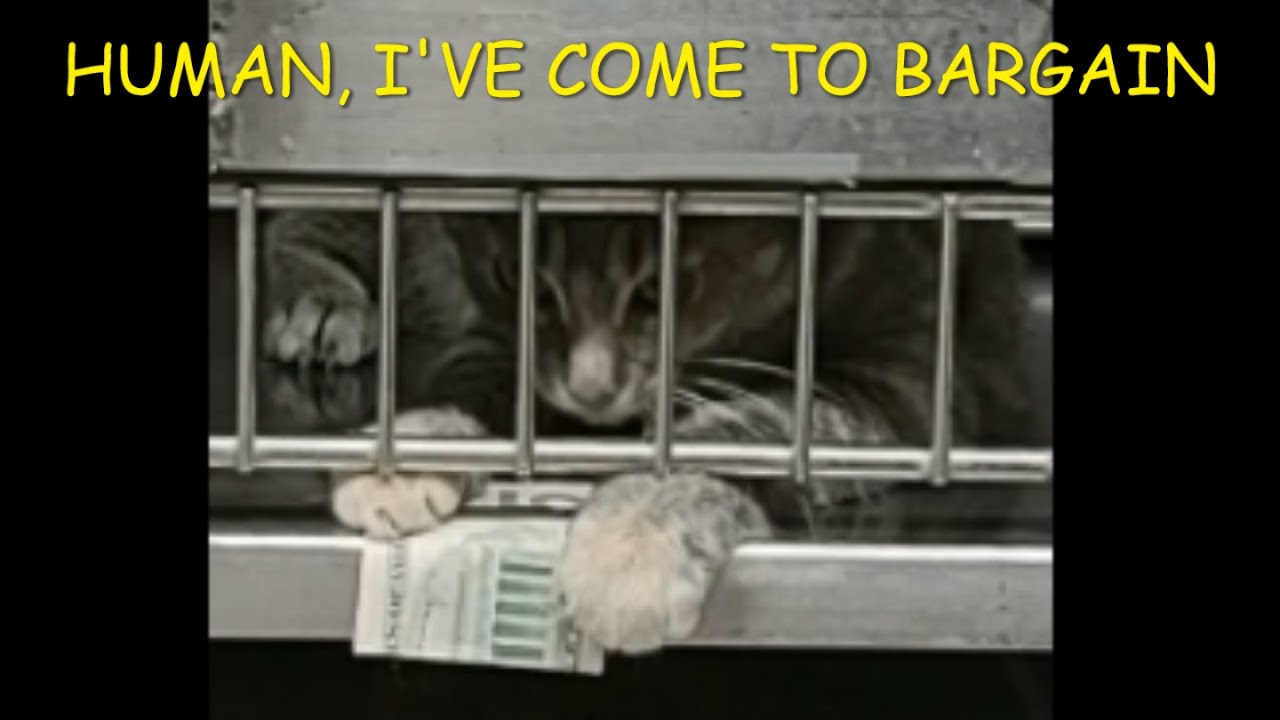 CAT ESCAPES JAIL - with hilarious bribery 😂 - YouTube