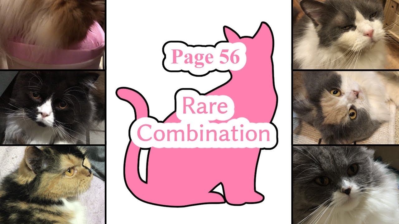 Page 56 珍しい組み合わせ Rare combination - YouTube
