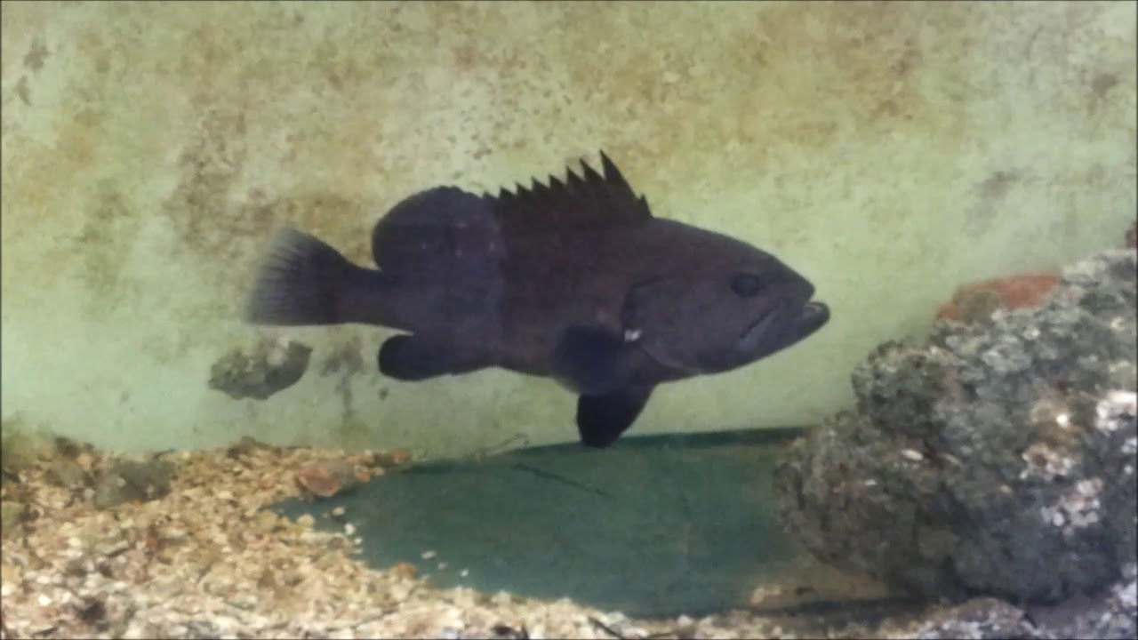 Aquário peixe Cherne e Pescaria de Traíra - YouTube