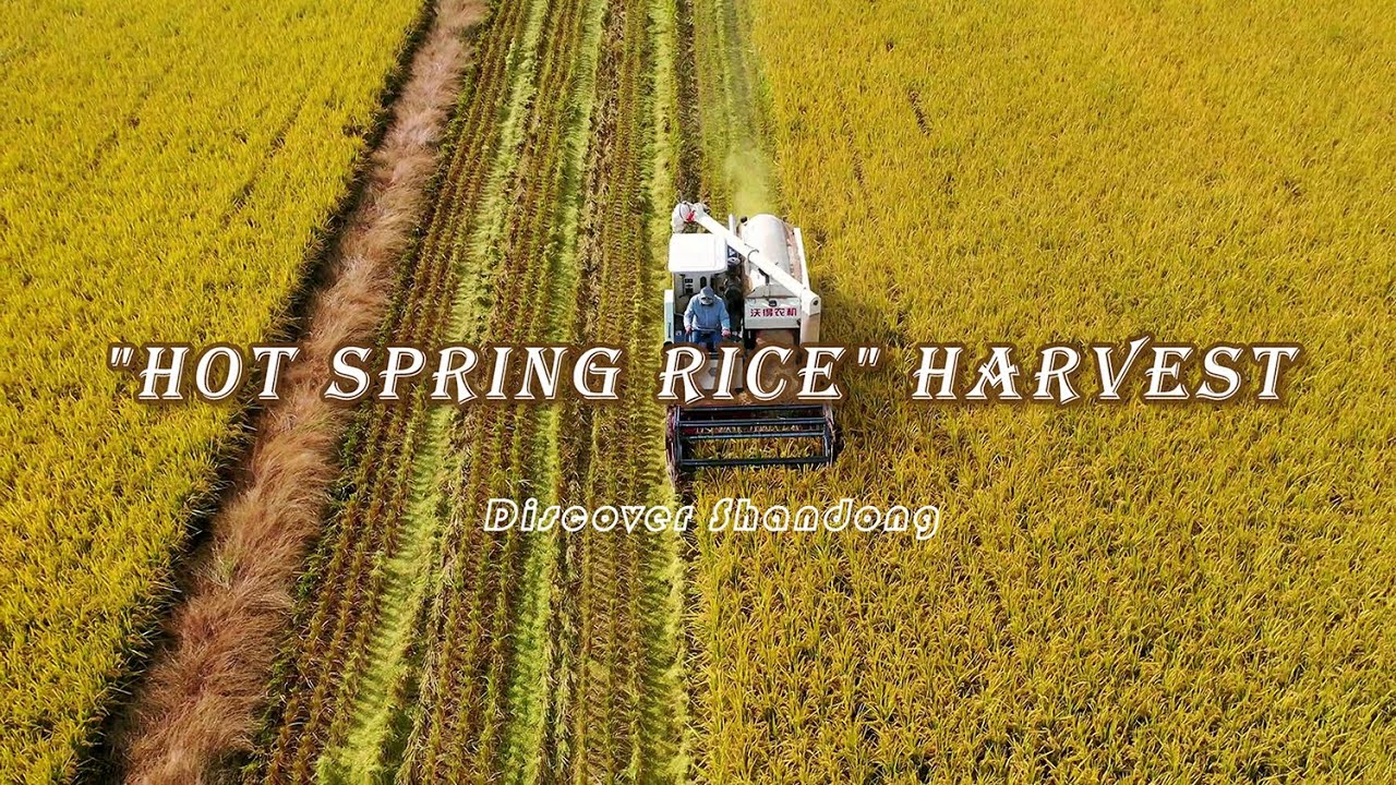 "Hot Spring Rice" Harvest｜Discover Shandong - YouTube