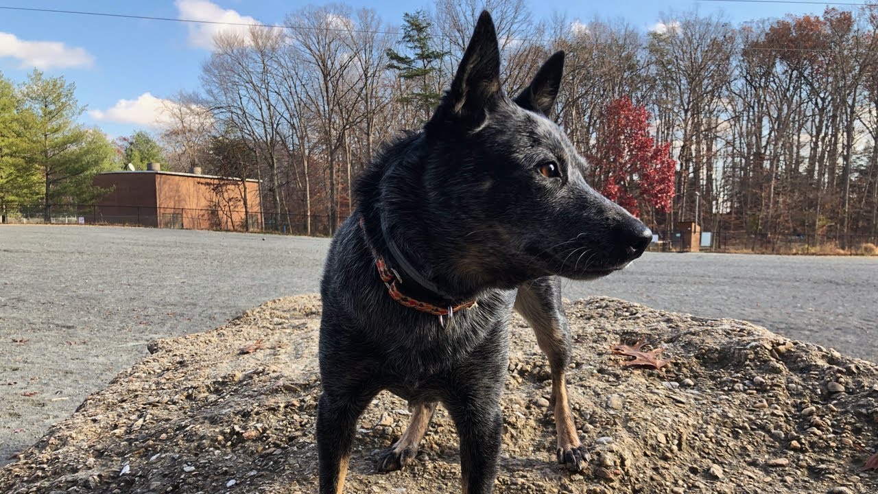 South Run Dog Park review - Springfield, VA - YouTube