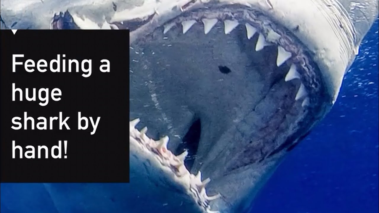 Feeding a huge great white shark 🦈 by hand! - YouTube