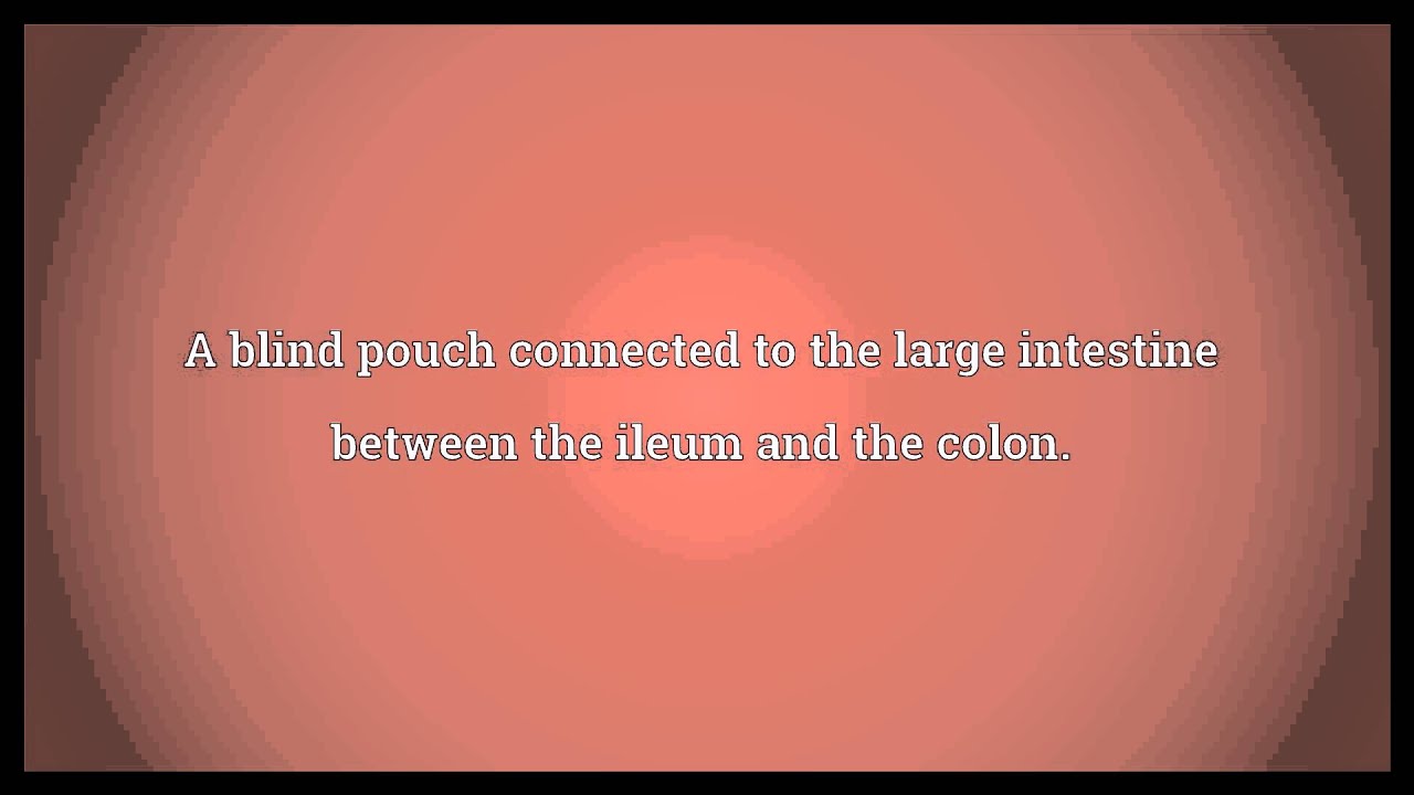 Caecum Meaning - YouTube