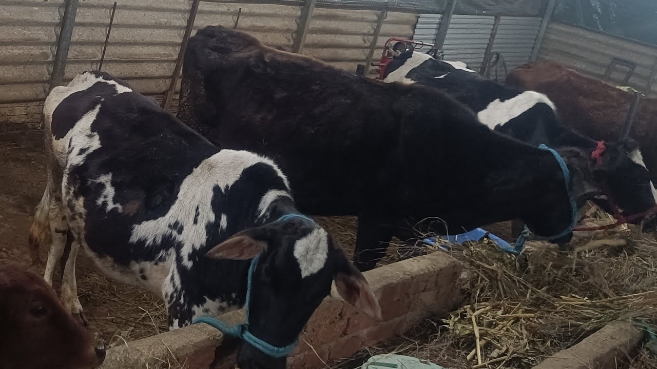 cow delivery,calf birthing process.गाय बच्चे को कैसे जन्म देती है - YouTube