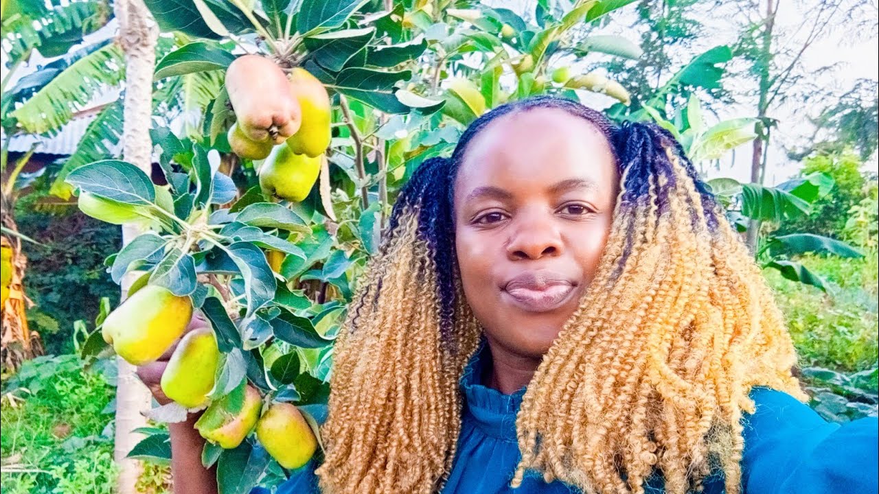 FINALLY HARVESTING AND EXPANDING MY WAMBUGU APPLES MIGORI FARM! WAMBUGU ...