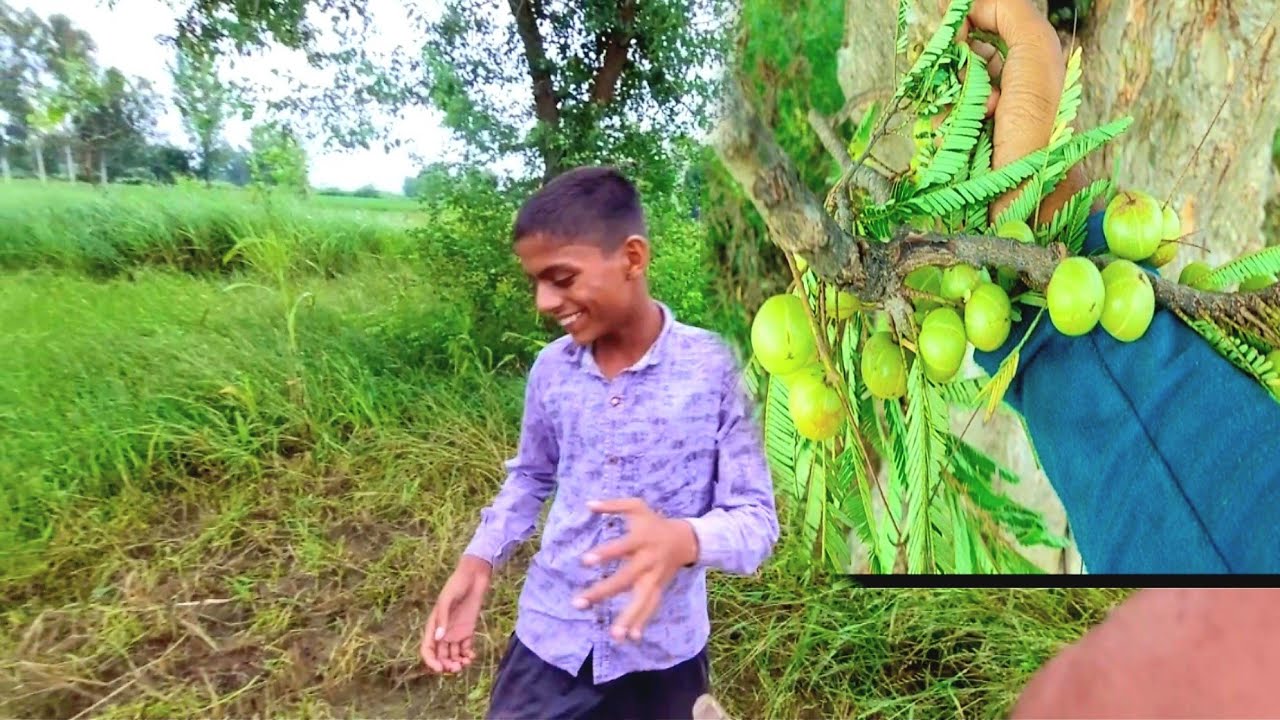 Samiullah sey kaam ni ho rha | Aur boht sary Amlay 🌳 - YouTube