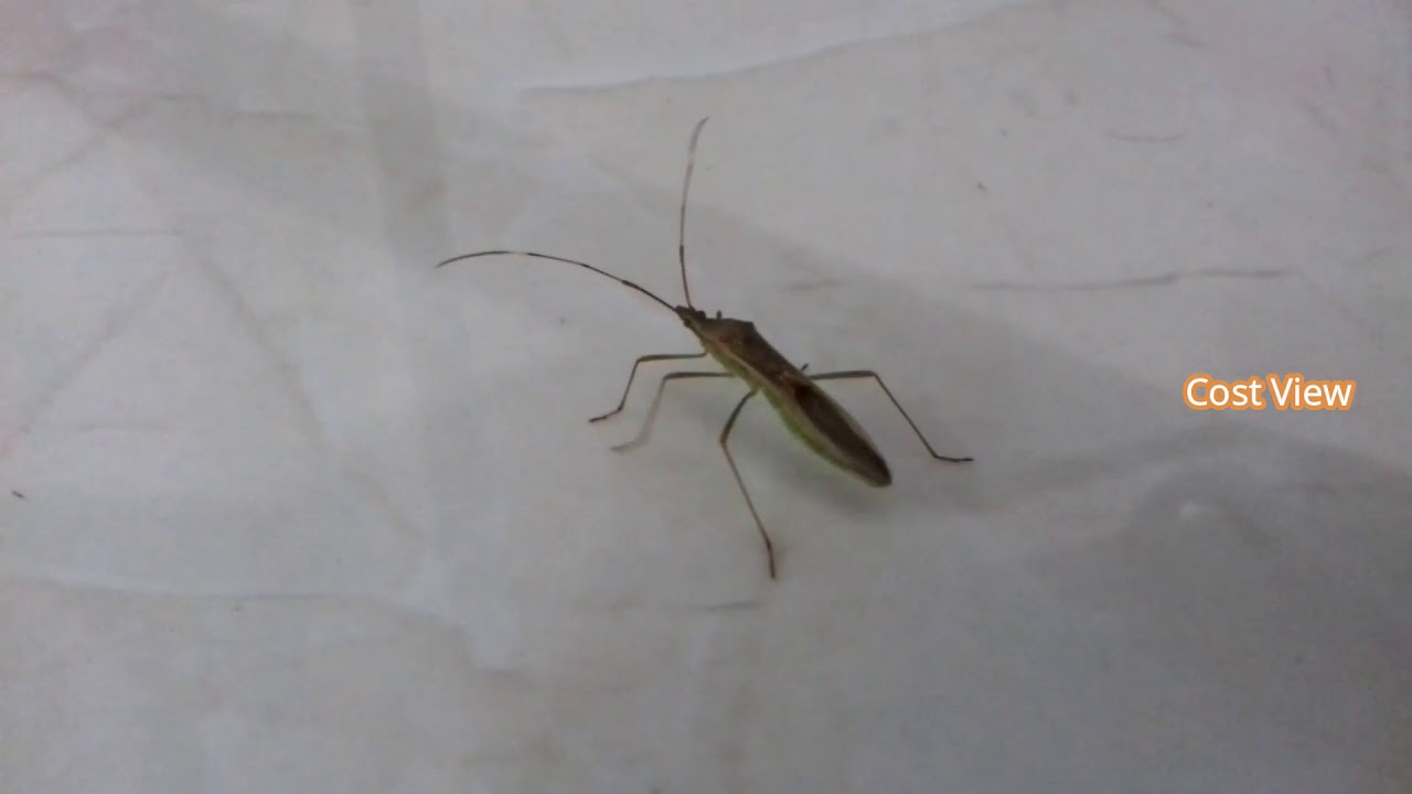 Insect || like Dengu || Puka || Mosha || ডেঙ্গুমশা - YouTube