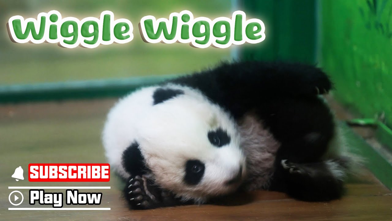 Here Is A Wiggling Panda For You | iPanda - YouTube