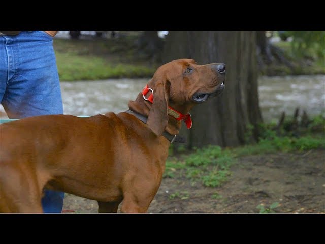 Redbone Coonhound Puppies From Where The Red Fern Grows
