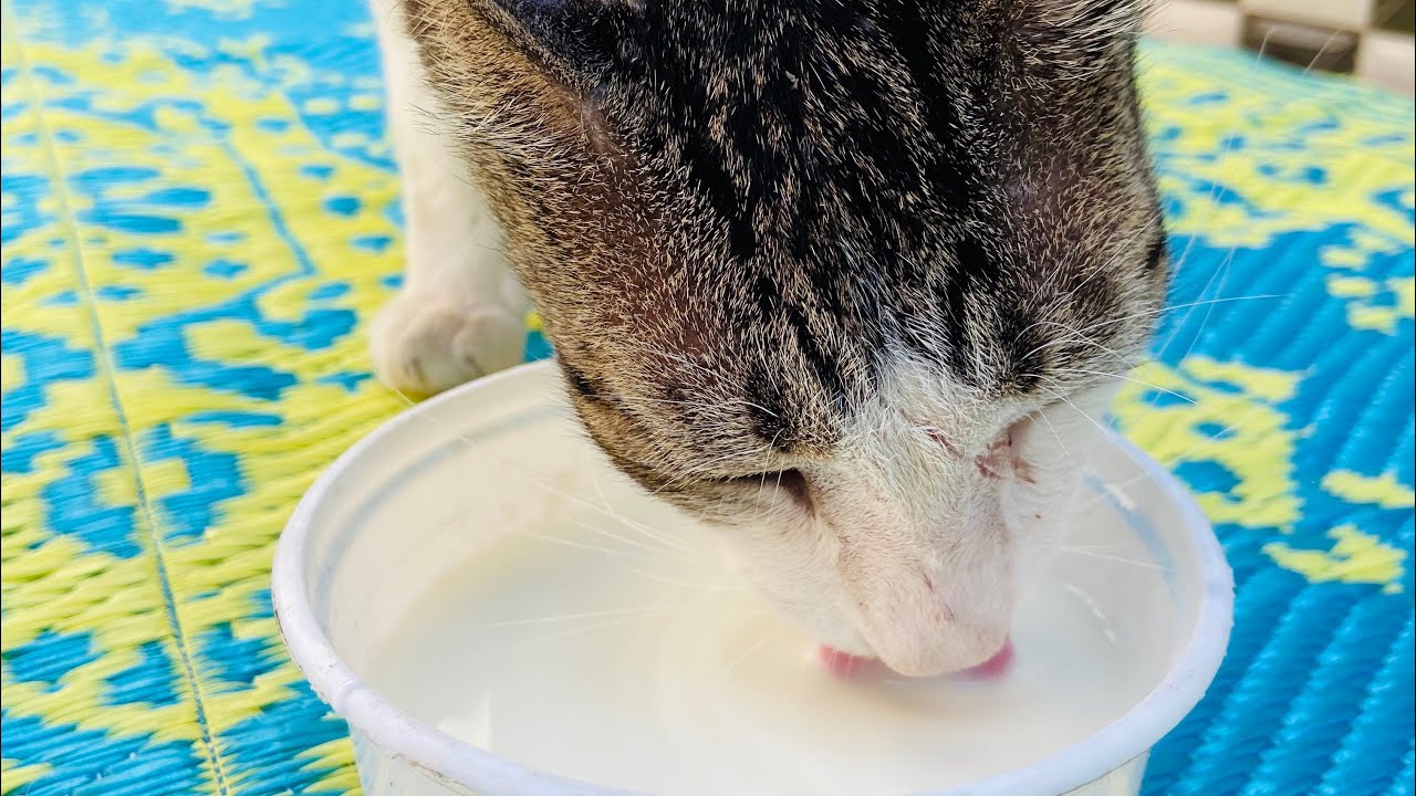 Cat drinking Milk | cute cat | Morning with kitty - YouTube
