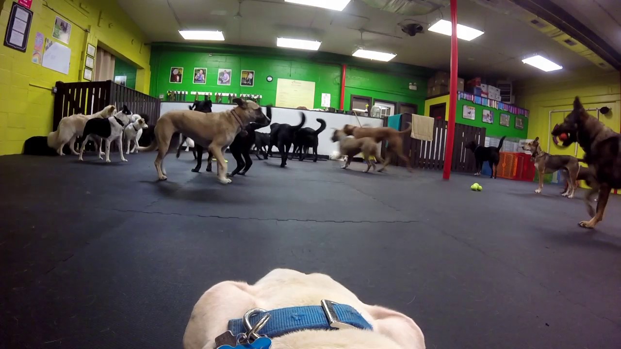 Bark Bark Live EPISODE 15 - YouTube