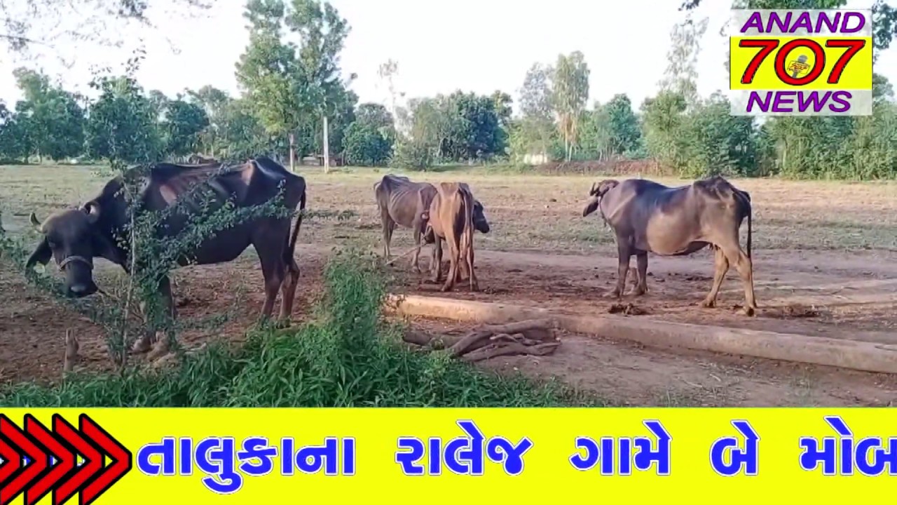 Anand news // પશુ પાલકો માટે ખુશ ખબર // anand707 news - YouTube