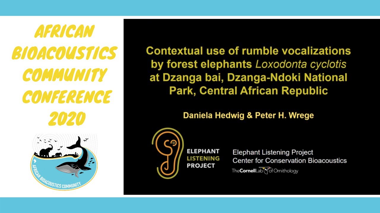 Contextual use of rumble vocalizations by forest elephants - Daniela ...