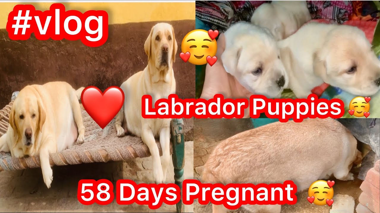 58 Days Pregnant Labrador Female || Labrador Puppies - YouTube