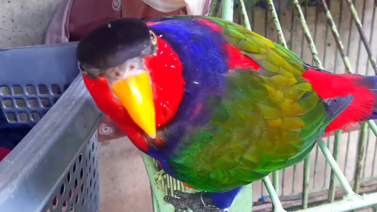 Pemikat !! Suara Burung Nuri Kepala Hitam (Part2) - YouTube