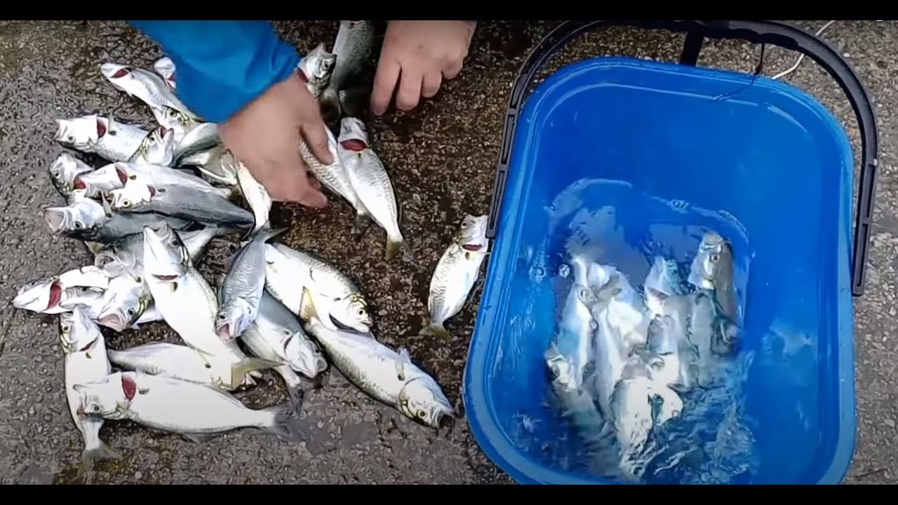 Mera Balık Durumu Genel Değerlendirme... 29 January Pasture Fish Status ...