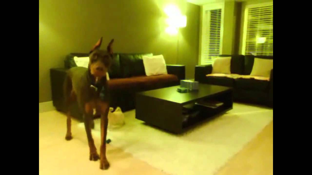 Doberman Guard Dog Spots An Intruder Outside Our Home! - YouTube