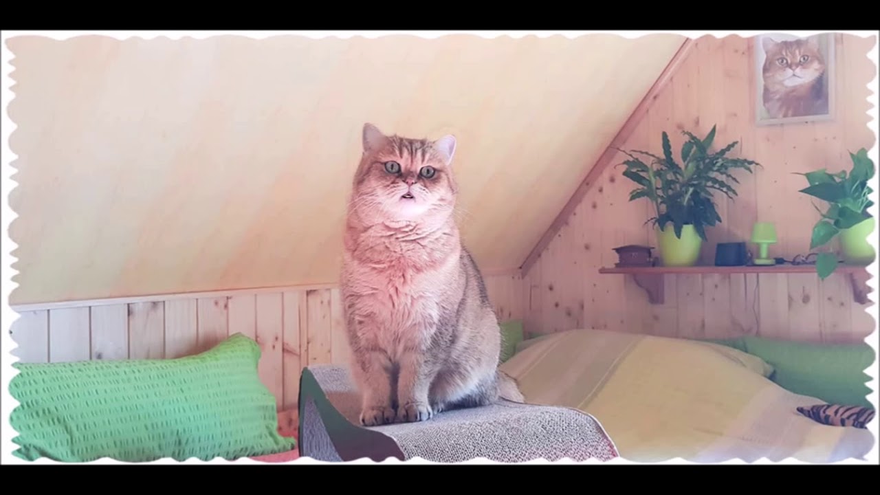 Garfield Danke schön - YouTube