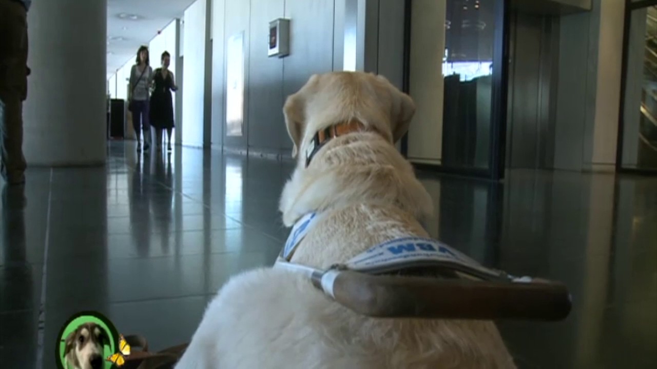 Ο πρώτος σκύλος στο Μουσείο της Ακρόπολης - 1st dog in Acropolis Museum ...