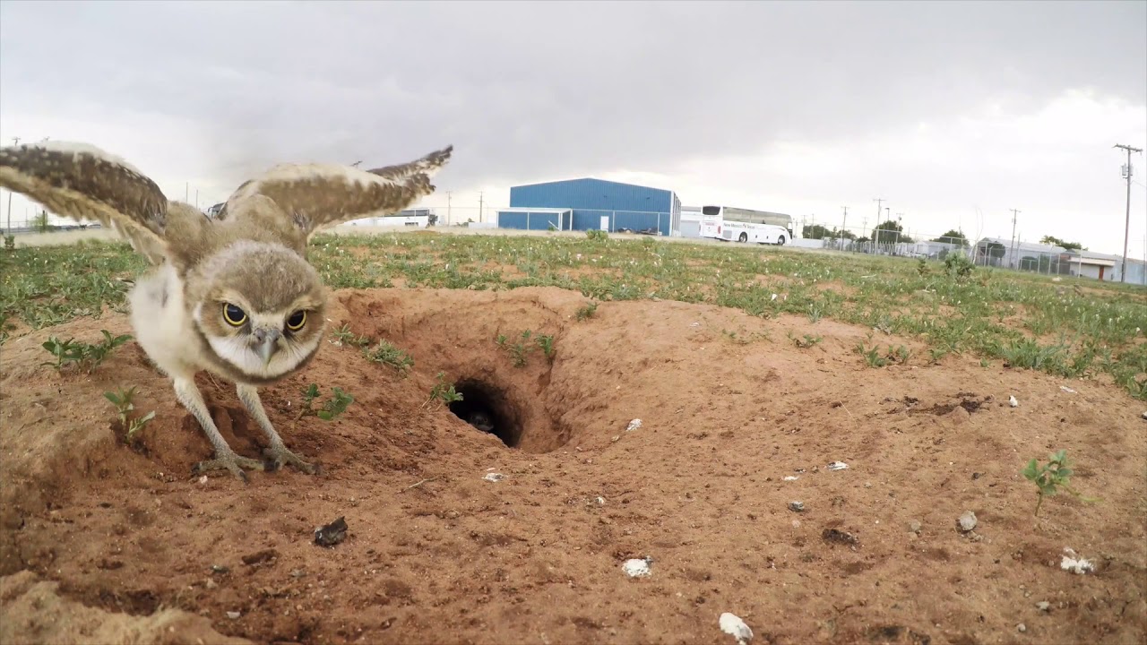2018 Lubbock Burrowing Owl Den - YouTube
