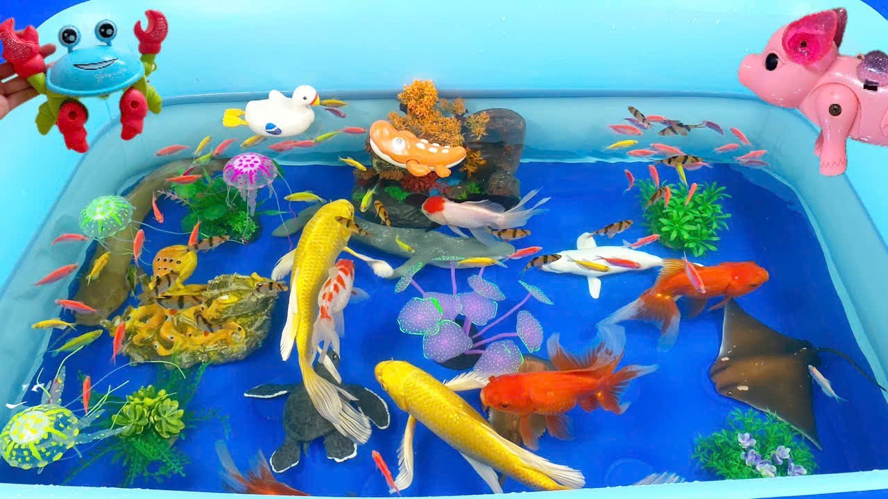Amazing Put fish in the float,sharks,dolphins,sea creatures,Slipp vakre ...