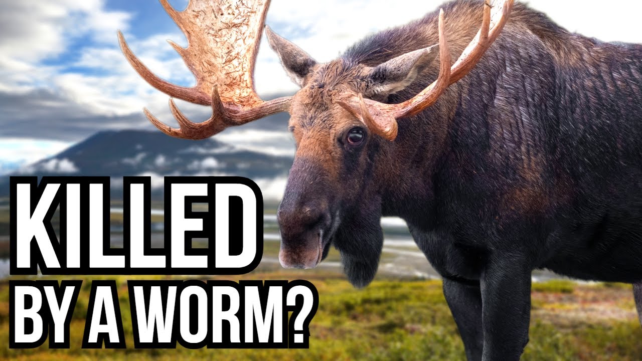3 Giant Animals That Are Being Wiped Out By Smaller Animals - YouTube