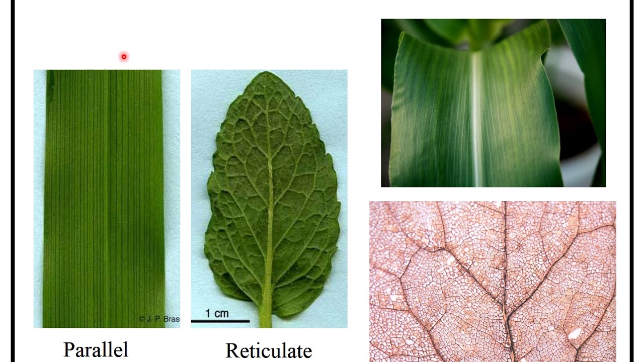 Morphology of leaves - Grootfontein College of Agriculture - Botany ...