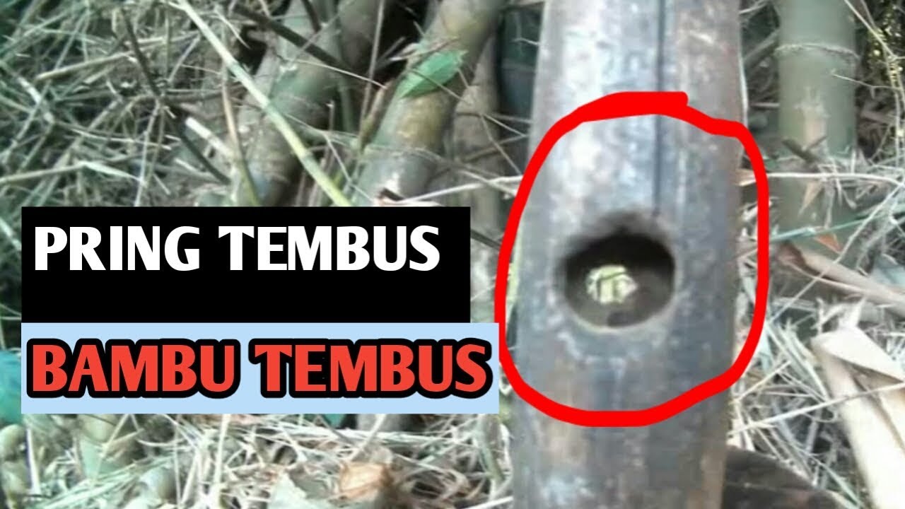 Pring tembus/bambu tembus kumbang/pring bolong (contoh) - YouTube