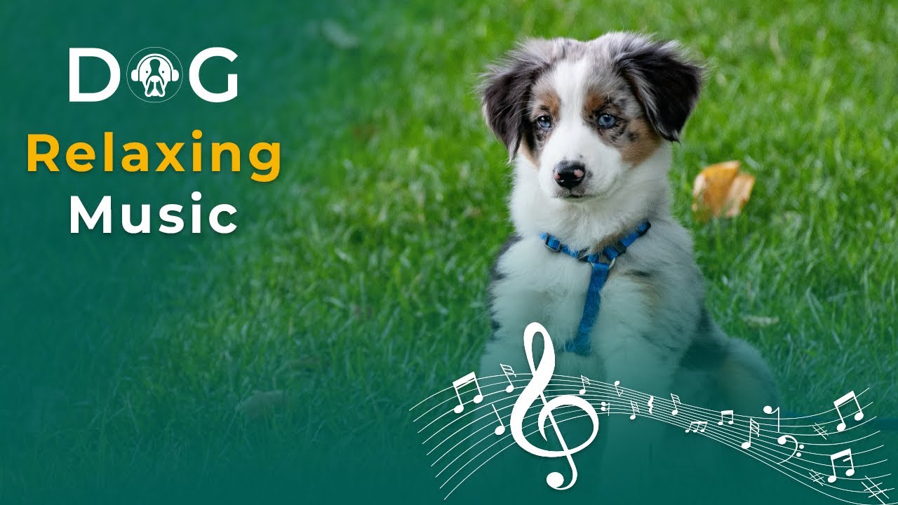 How to Relax my Dog in my House! New Calming Music Has Helped Over 4 ...