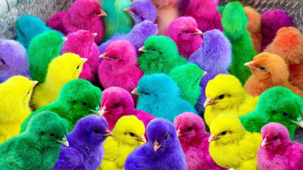 Amazing Chicken Cute colorful, Catch cute chickens, colorful chickens ...
