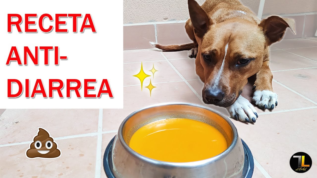 🥕 SOPA de MORO para PERROS con DIARREA 💩 - YouTube