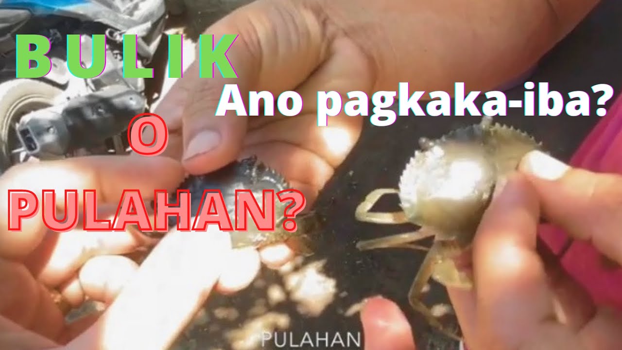 BULIK o PULAHAN? Paano ba malalaman? - YouTube