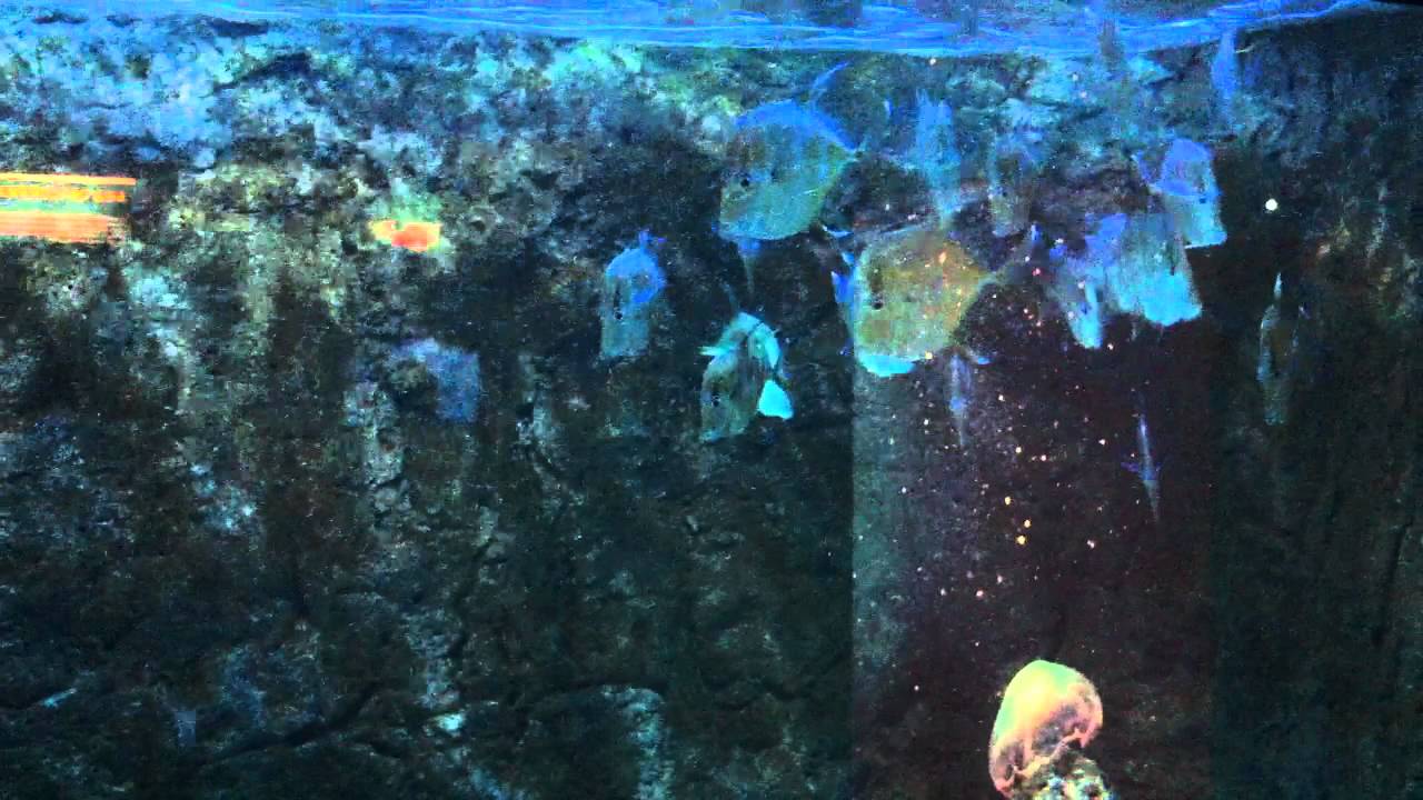 School of baby lookdown fish - YouTube