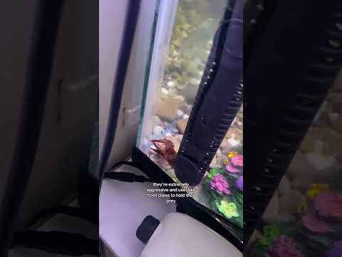 Crawdads love worms 👍 #fyp #fish #crawdad #fishing #feeding #shorts