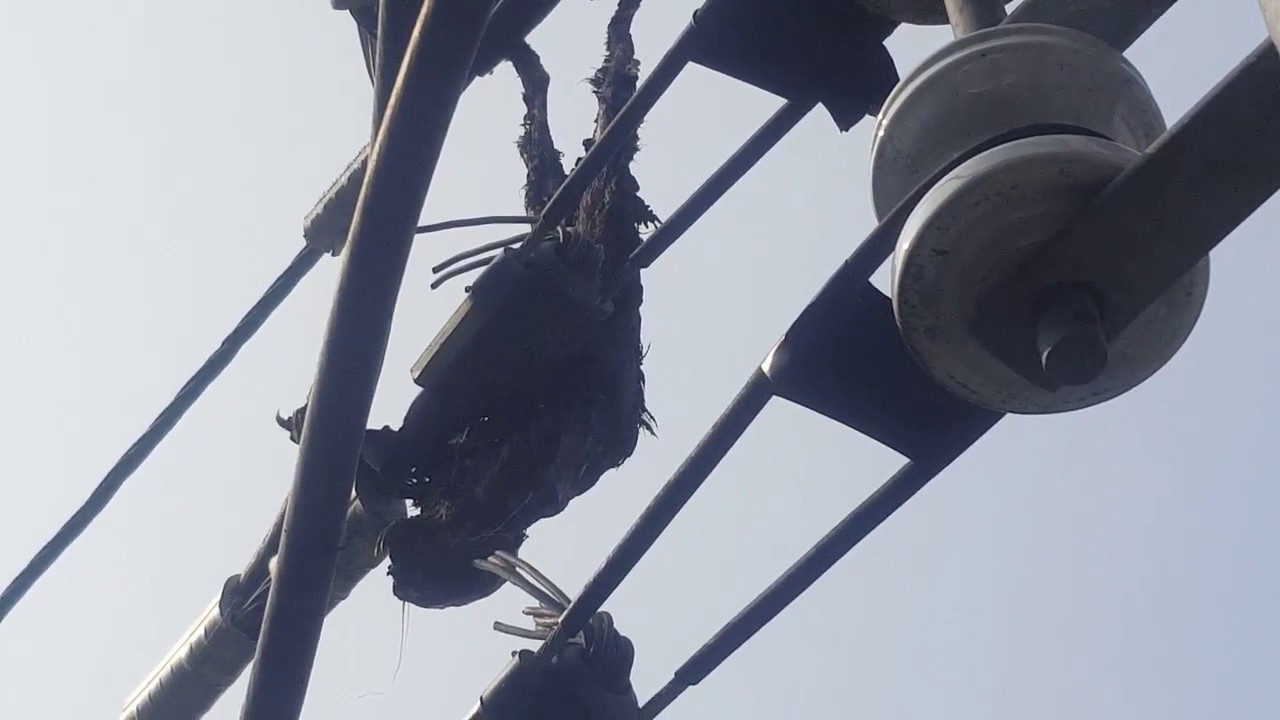 Crispy Critter! Squirrel Fried On Power Lines After Dining On Coax ...