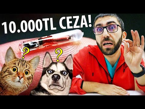 ÇİP PARA TUZAĞI MI? 😳 (Kedi Köpek Zorunlu Çip Uygulaması)
