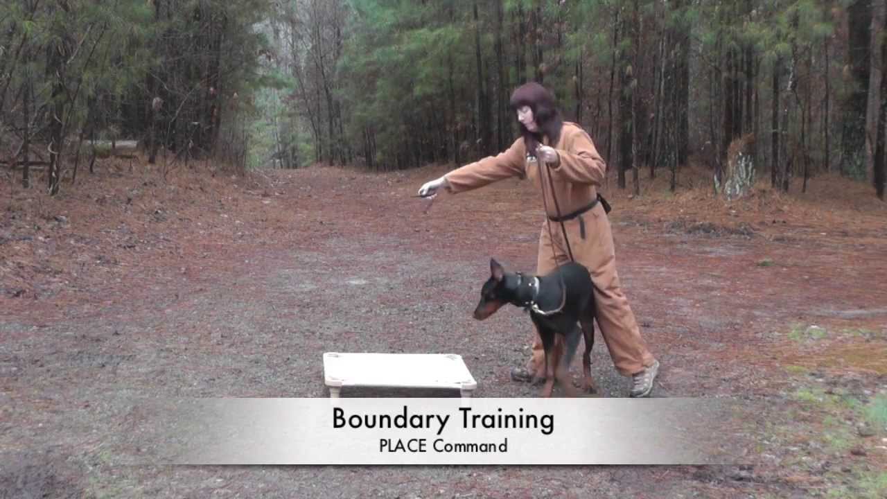 Khan Doberman Puppy Day 3: Come, Heel, Sit, Place, and Free - YouTube