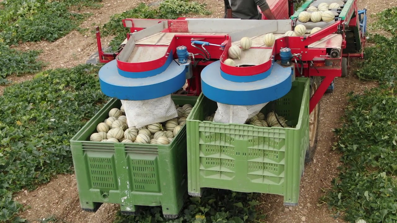 Interview machine à récolter les melons 1 10 2021 - YouTube