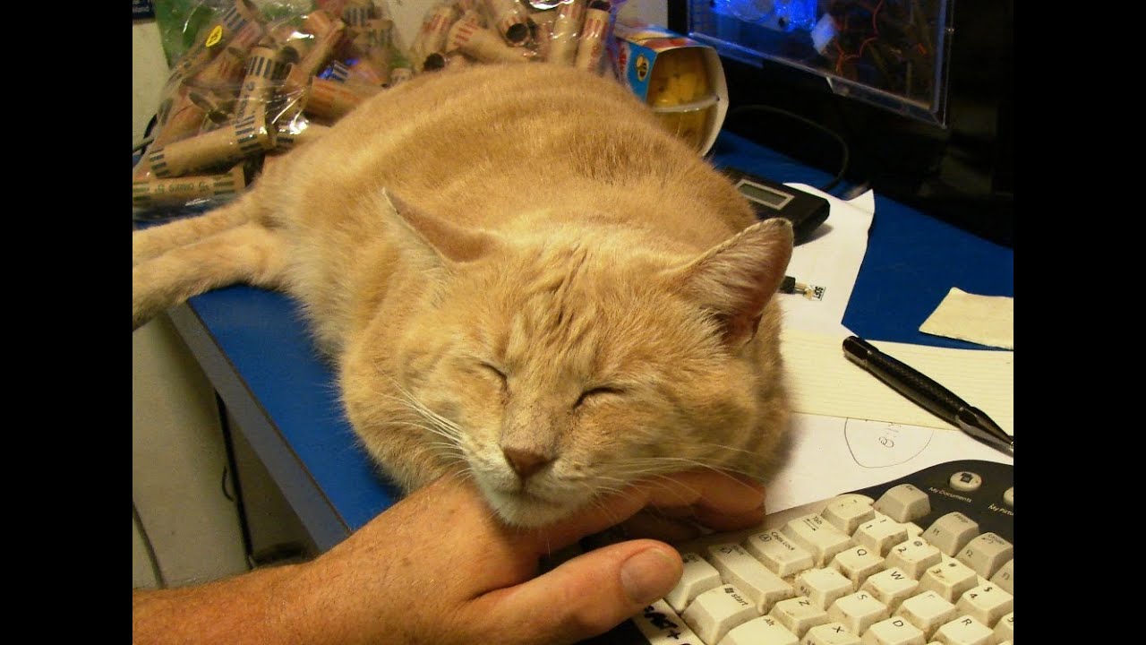 Taming a feral TOM CAT 101.4 (part 4 - he's a pet now!) - YouTube