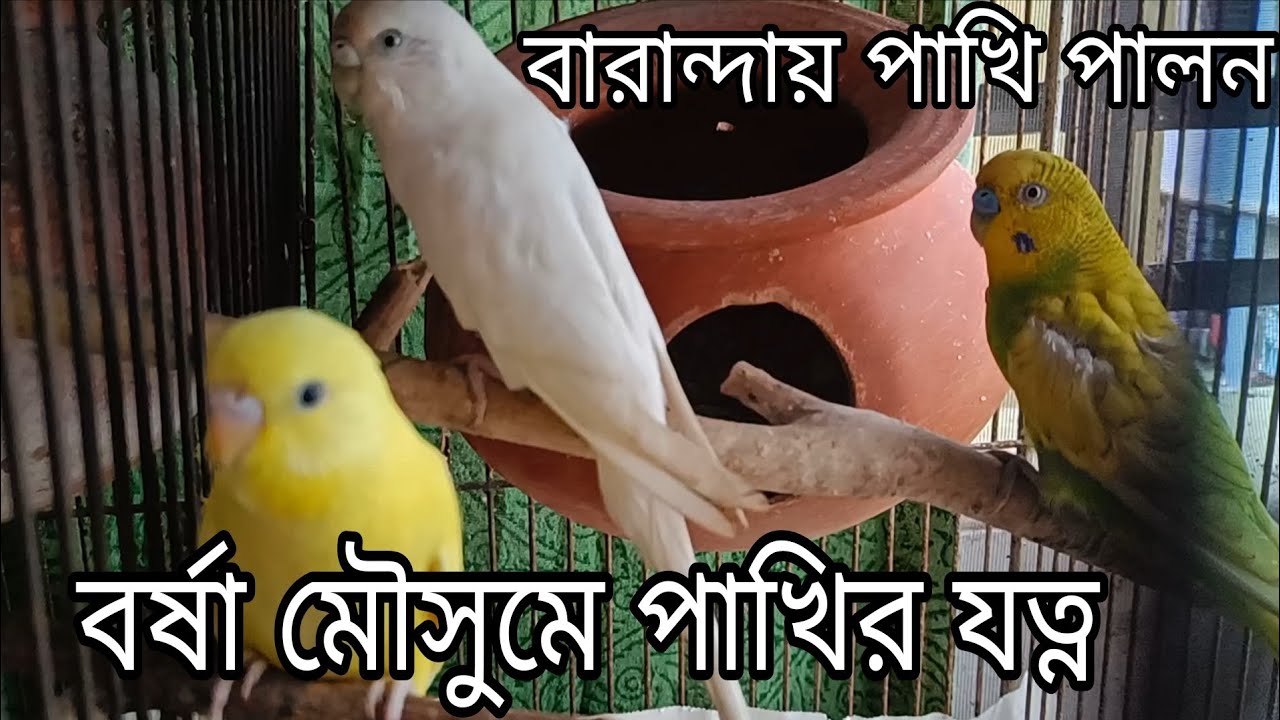 বারান্দায় পাখি পালন পদ্ধতি | বর্ষা মৌসুমে পাখির খাঁচা সেটিং ও যত্ন ...