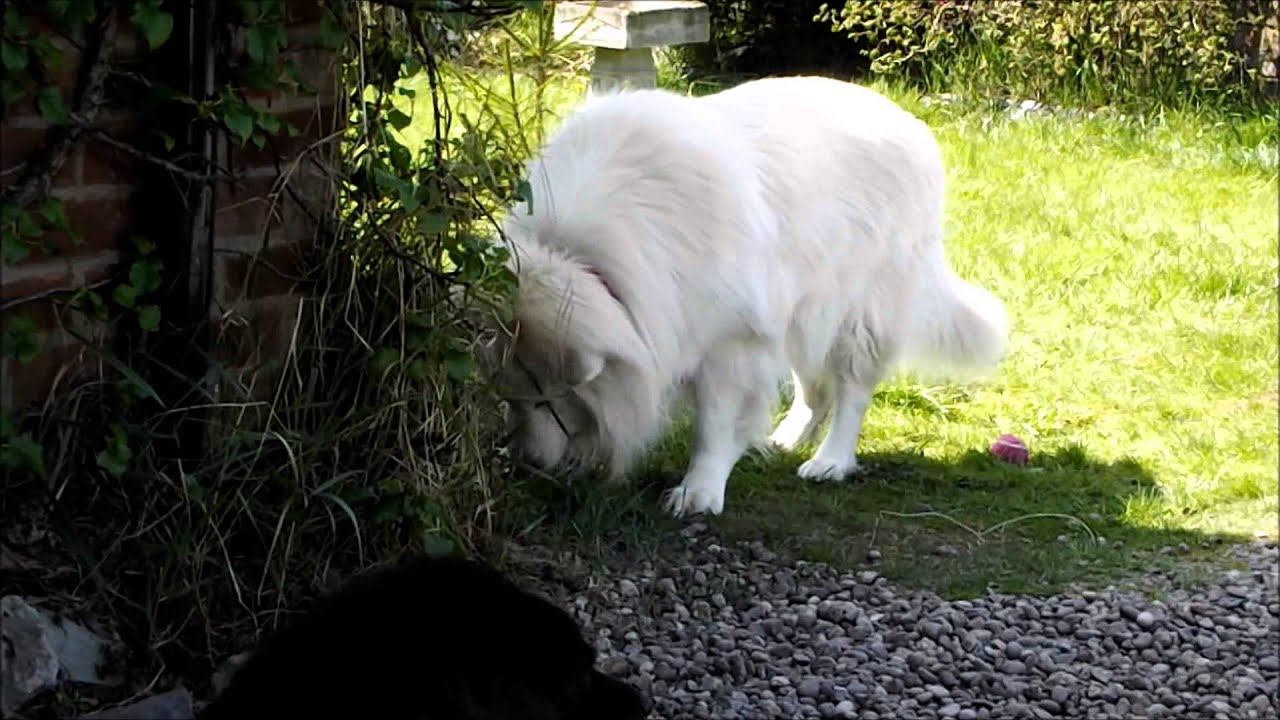 My Spastic animals - YouTube