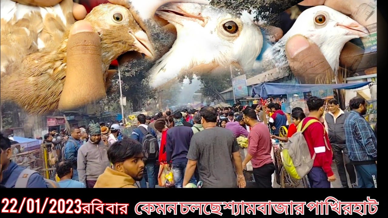 indian pigeon. কেমন চলছে শ্যাম বাজার পাখির হাটHow is the Sham Bazar ...