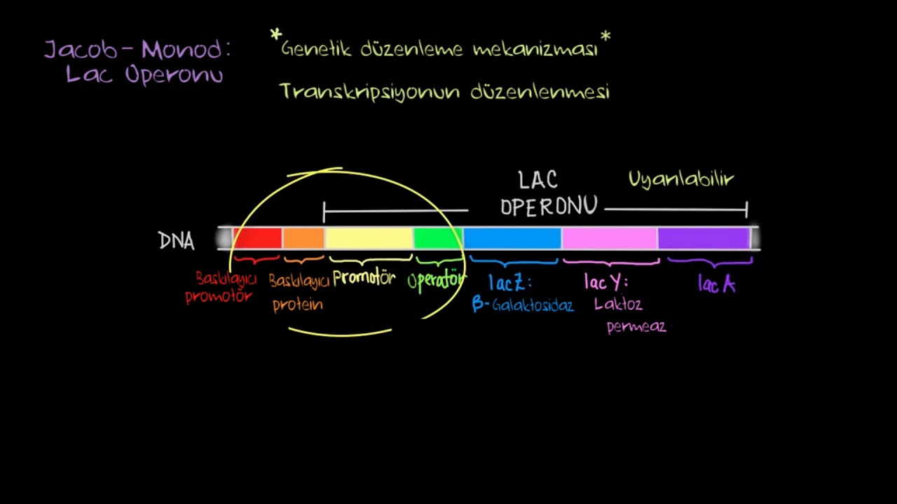 Jacob- Monod: Lac Operonu (Fen Bilimleri) (Biyoloji) - YouTube