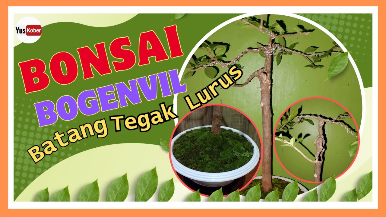 Bonsai Bogenvil Batang Tegak Lurus - YouTube