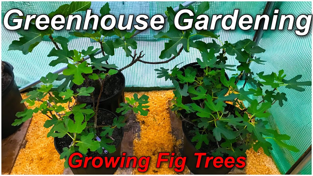 Greenhouse Gardening | Growing Fig Trees - YouTube
